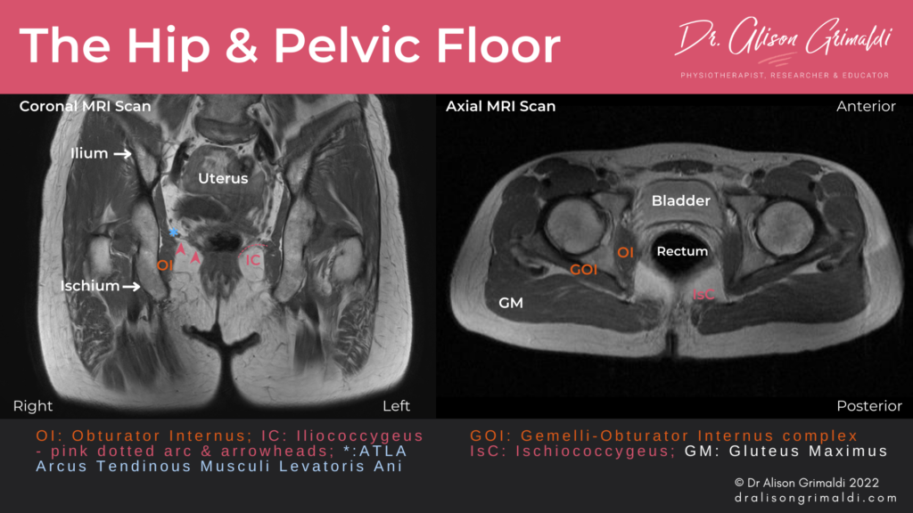 The hip and pelvic floor - Let's get it together! | Find out more