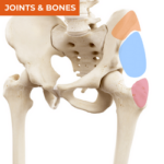 Differential Diagnosis of Hip Pain | Learn More