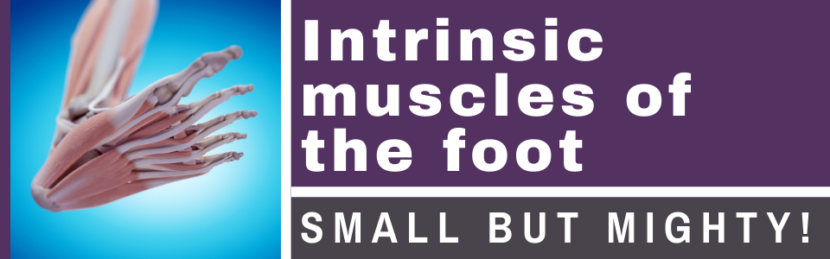 Intrinsic muscles of the foot – small but mighty! | Find out more