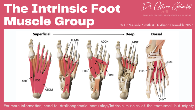 Intrinsic muscles of the foot – small but mighty! | Find out more