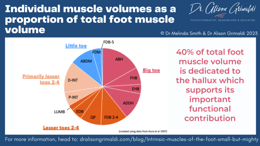 Intrinsic muscles of the foot – small but mighty! | Find out more