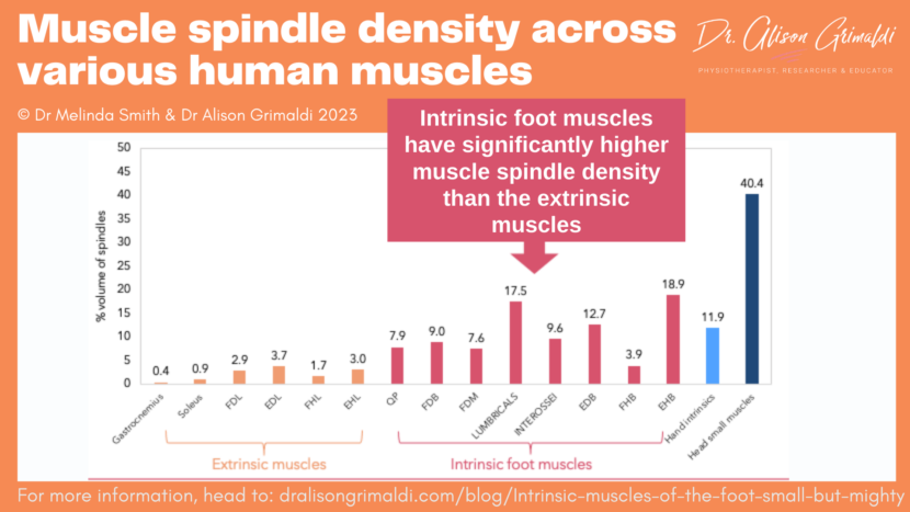 Intrinsic muscles of the foot – small but mighty! | Find out more
