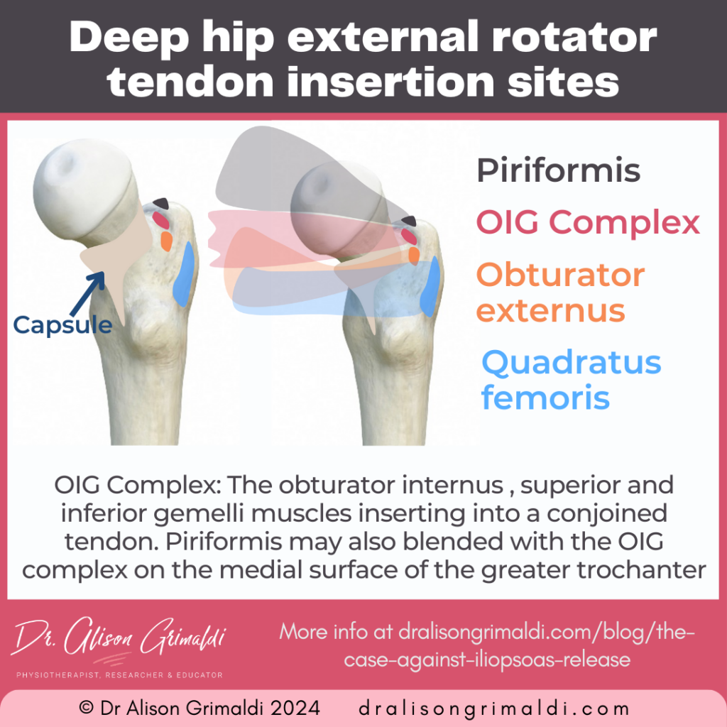What happens to the deep external rotators after hip replacement | Find ...