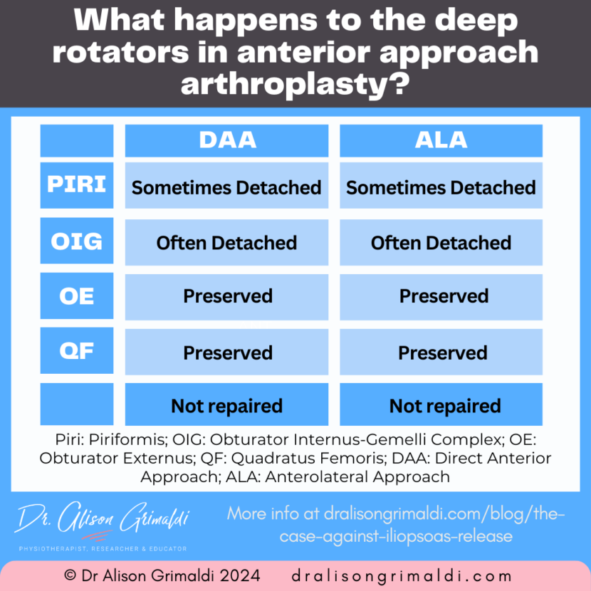 What happens to the deep external rotators after hip replacement | Find ...